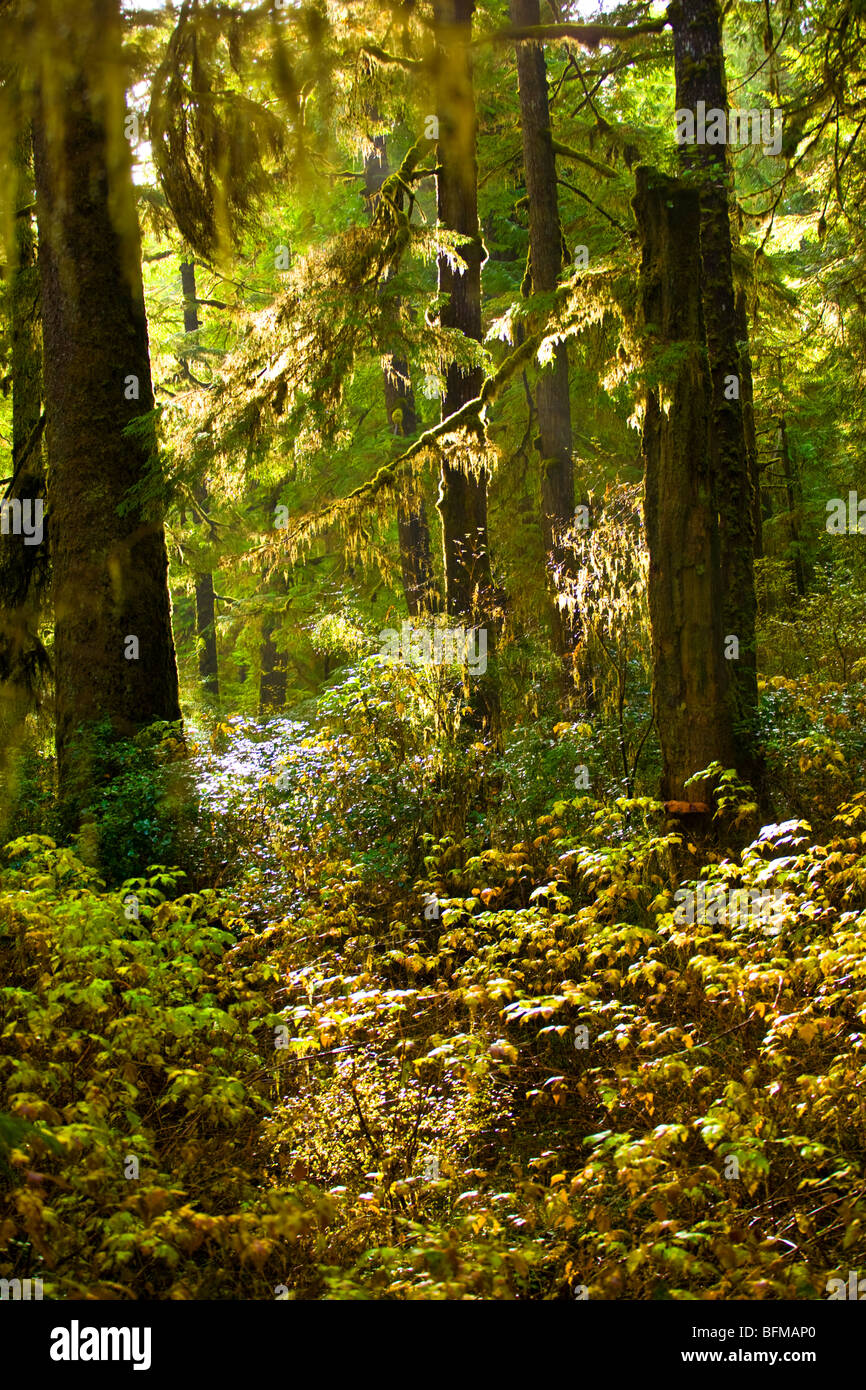 Pacific rim national reserve hi-res stock photography and images - Alamy