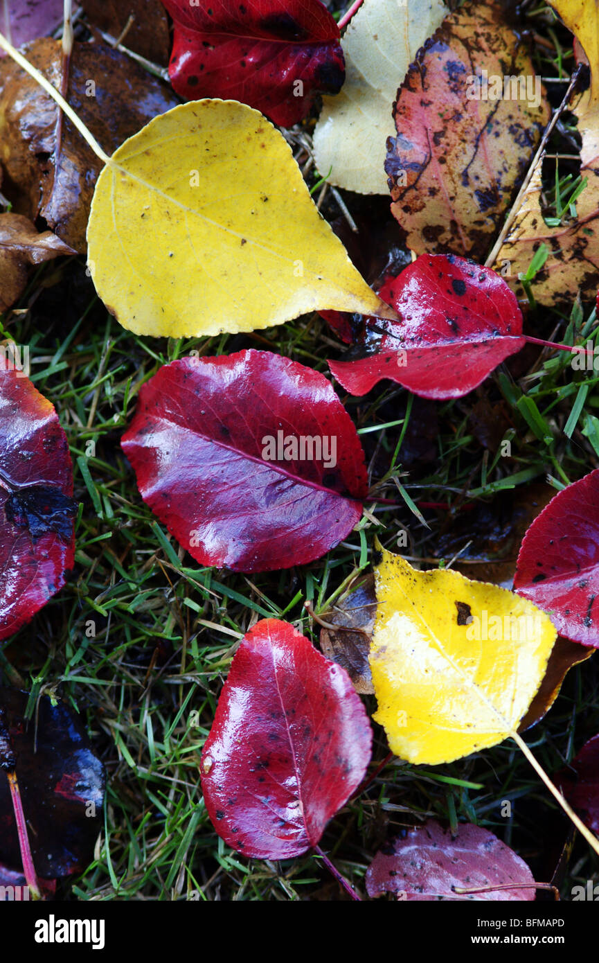 Fall colors change of season Autumn turns color in leaves Stock Photo ...