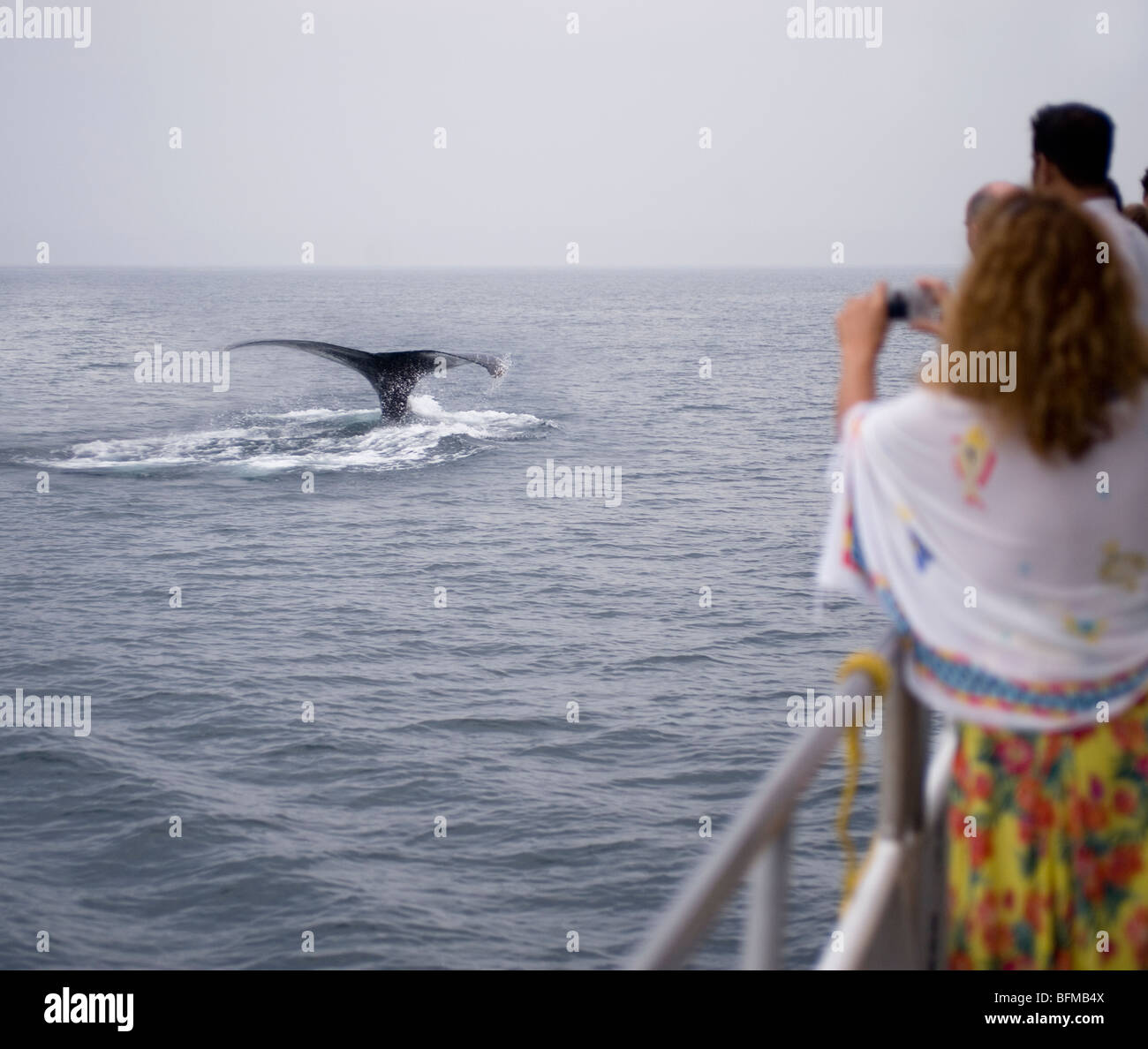 Whale watching off the coast of Cape Cod, USA Stock Photo - Alamy