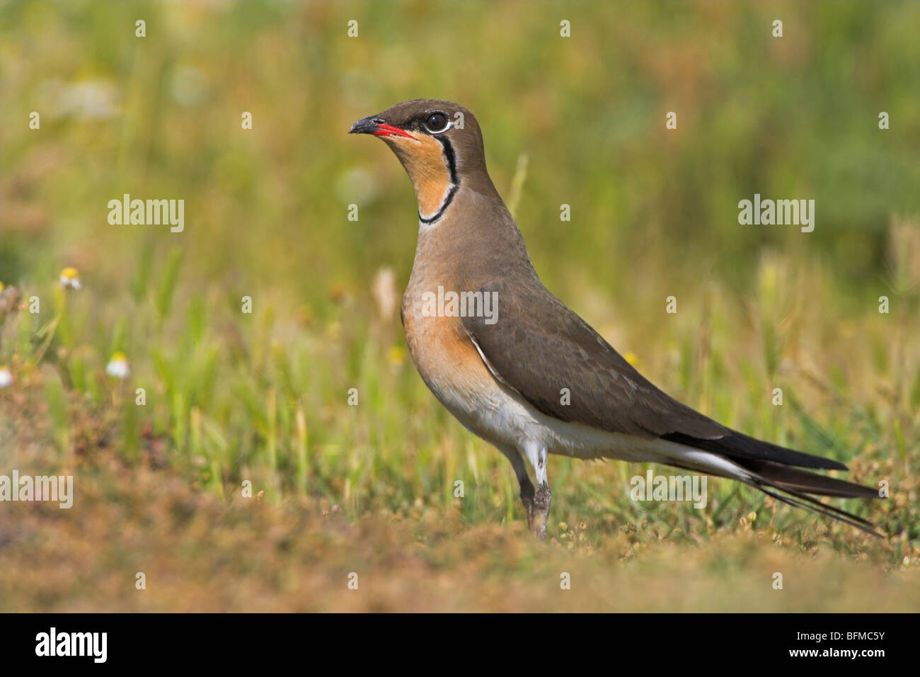 collared pratincole (Glareola pratincola), standing, Europe Stock Photo ...