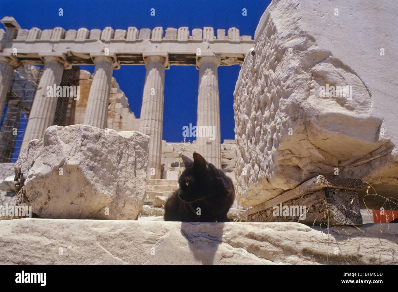 One of the many cats seen in and around the archaeological ruins at the ...