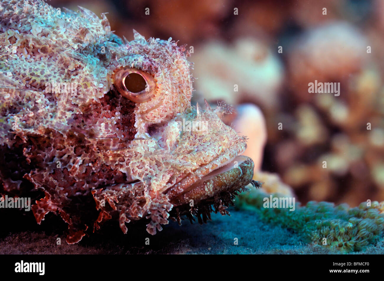 Devil scorpionfish hi-res stock photography and images - Alamy