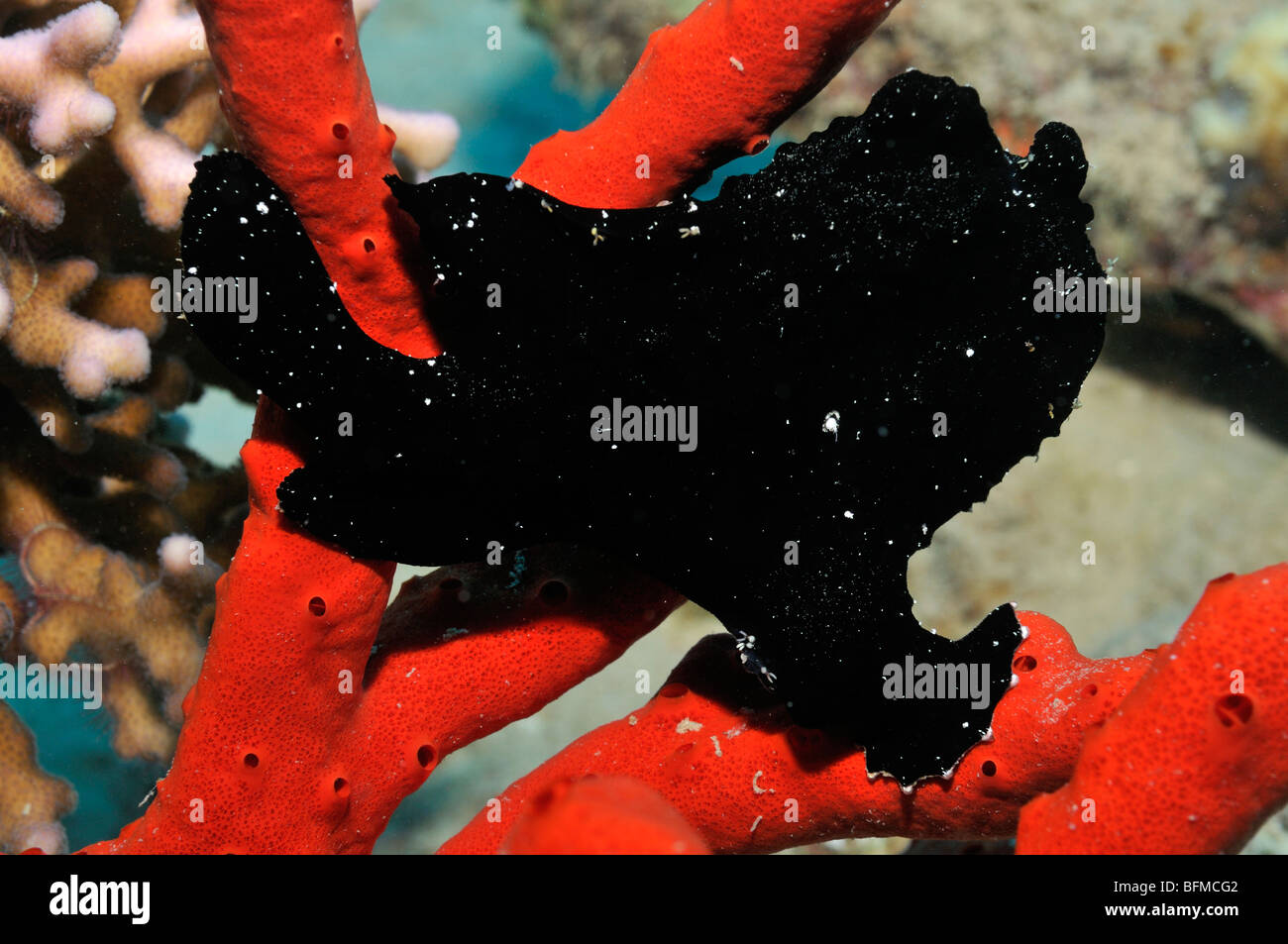 Tubular sponge red sea hi-res stock photography and images - Alamy