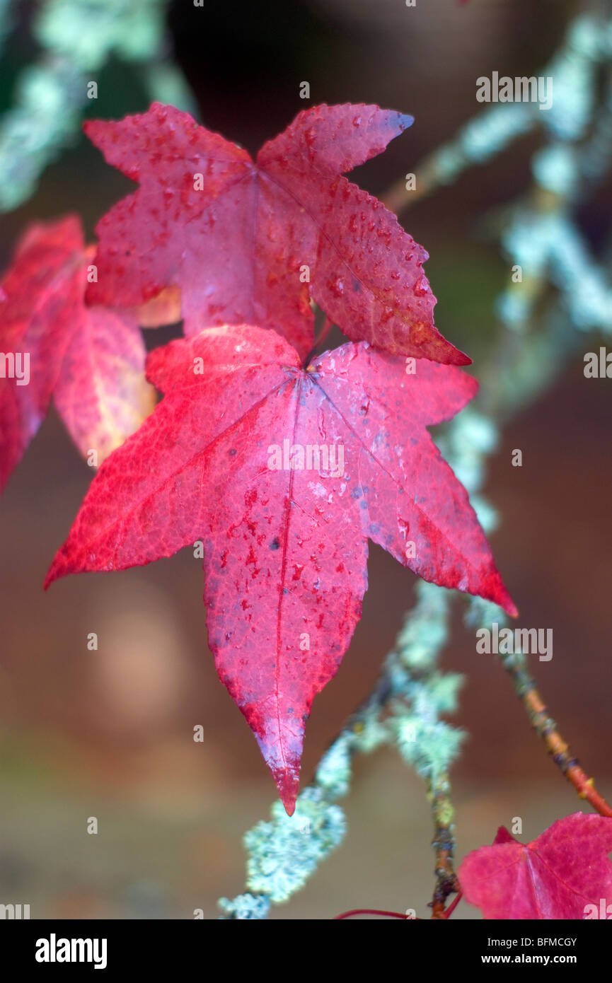 Fall colors change of season Autumn turns color in leaves Stock Photo ...