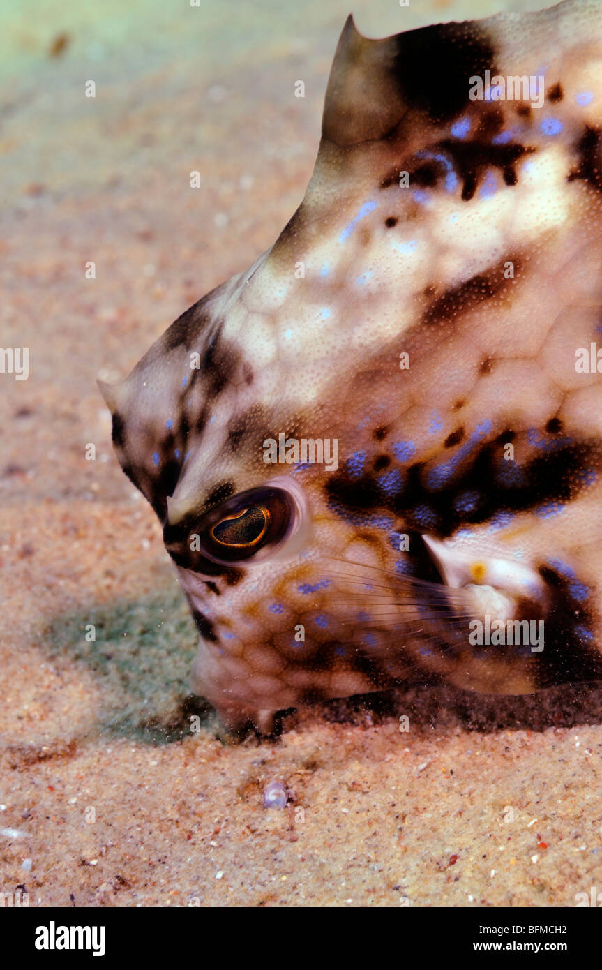 Boxfish High Resolution Stock Photography and Images - Alamy