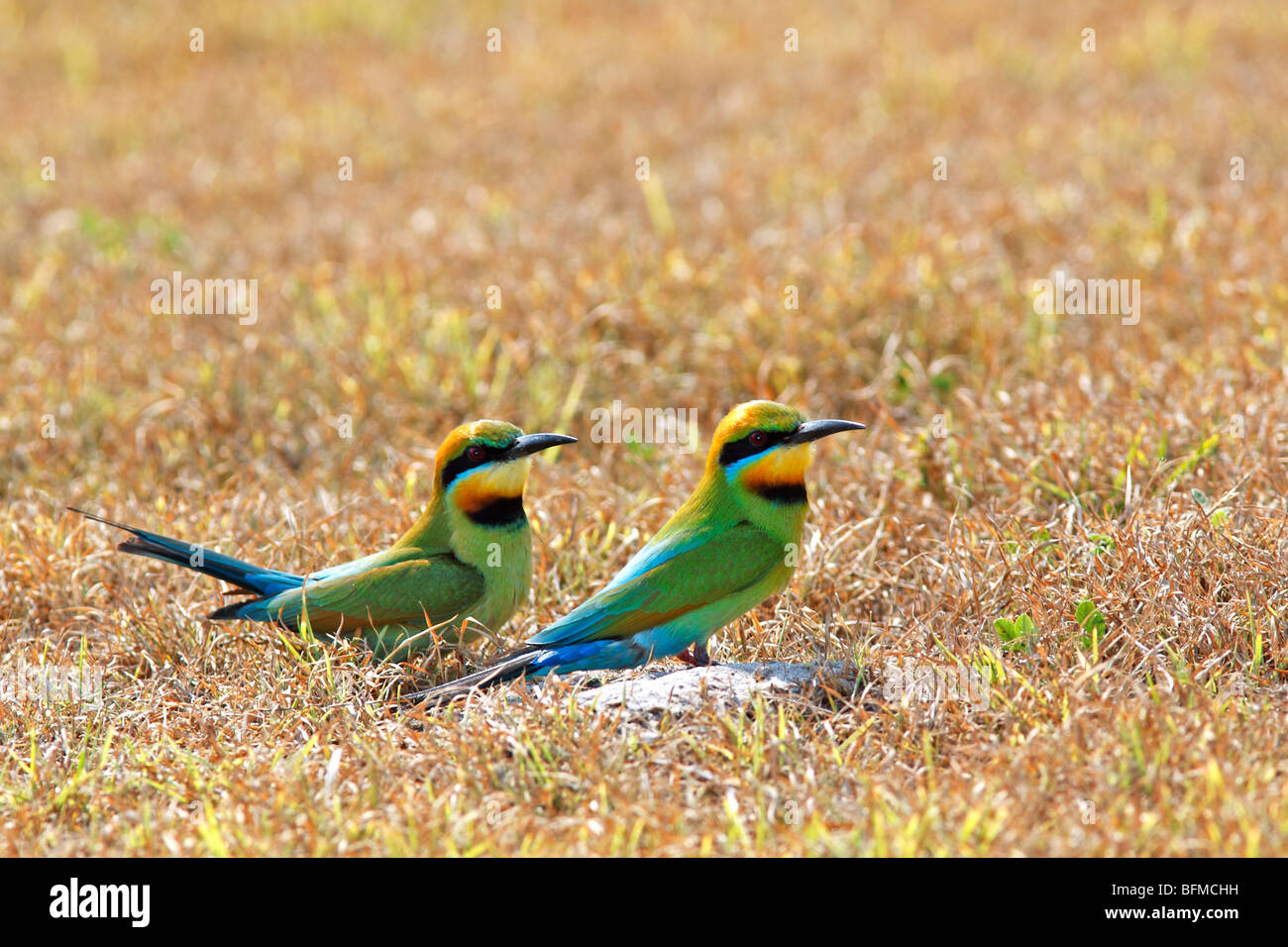 Rainbow Bee Eaters, Merops ornatus, sitting in the ground outside their ...