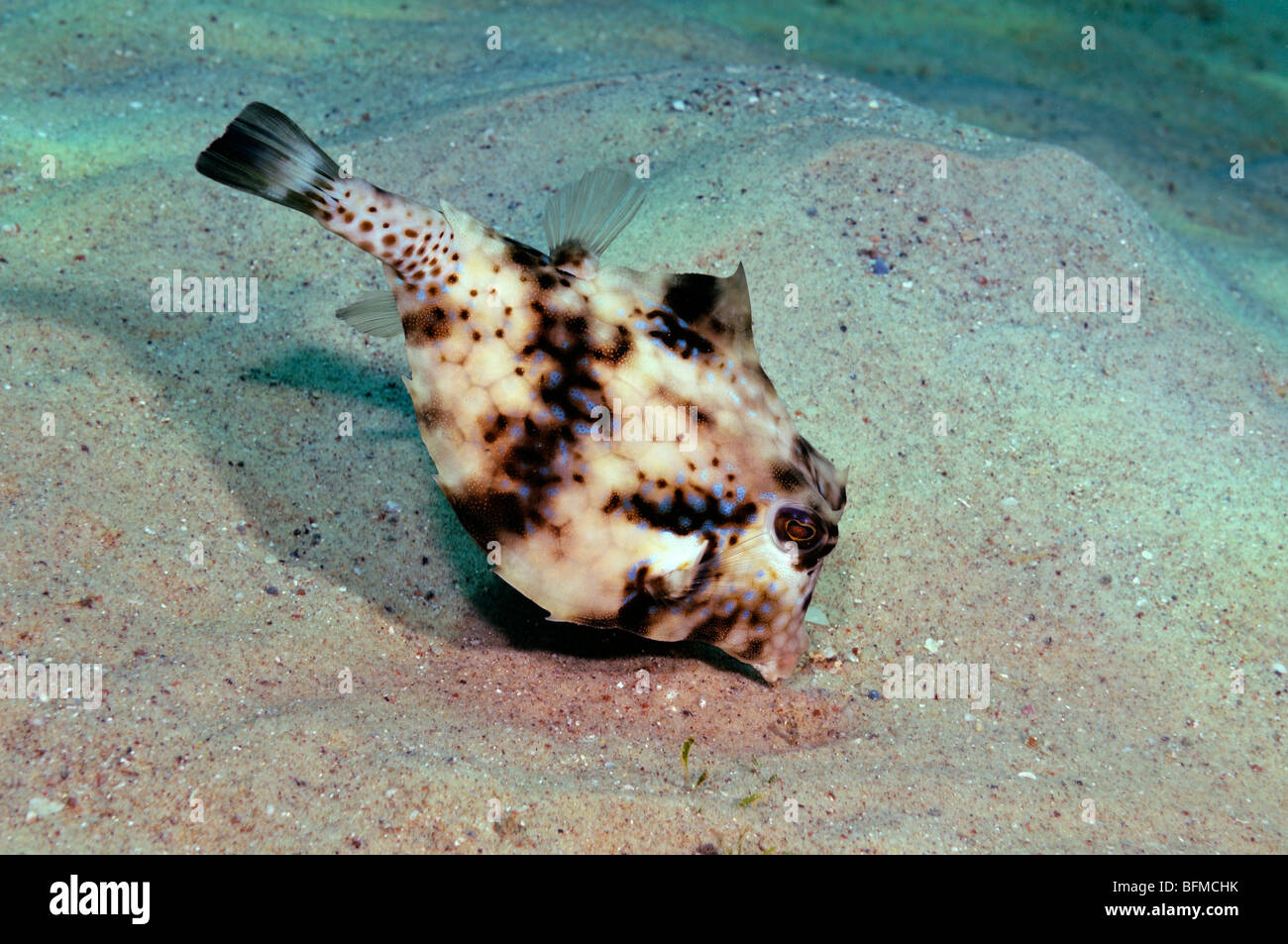 Fish From The Red Sea