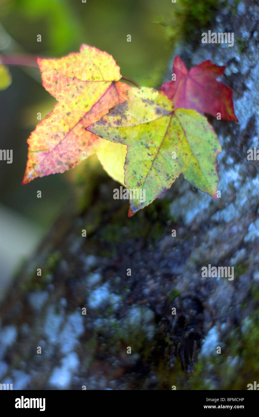 Fall colors change of season Autumn turns color in leaves Stock Photo ...