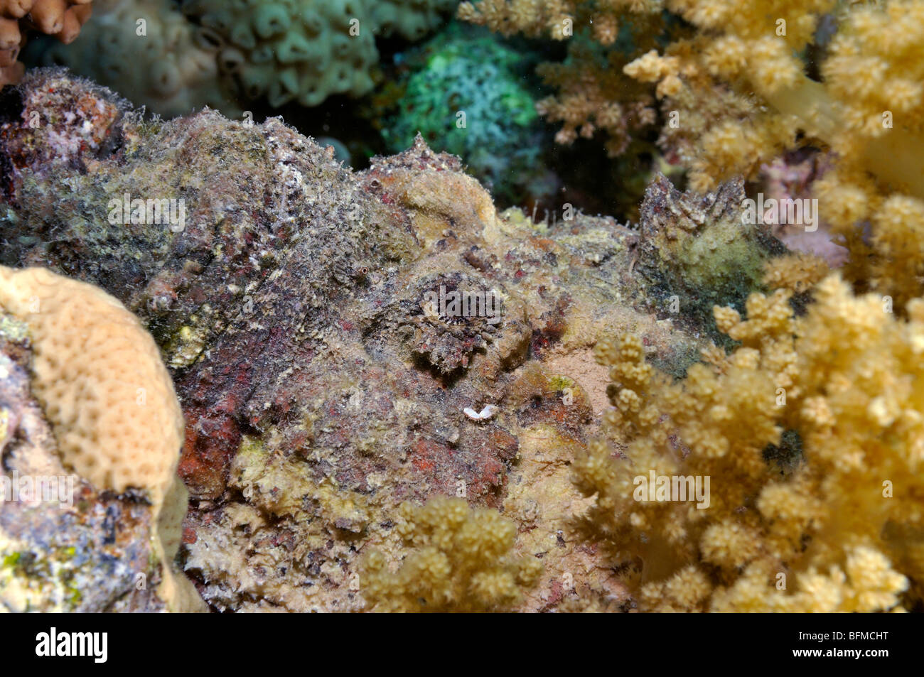 Stonefish camouflage hi-res stock photography and images - Alamy