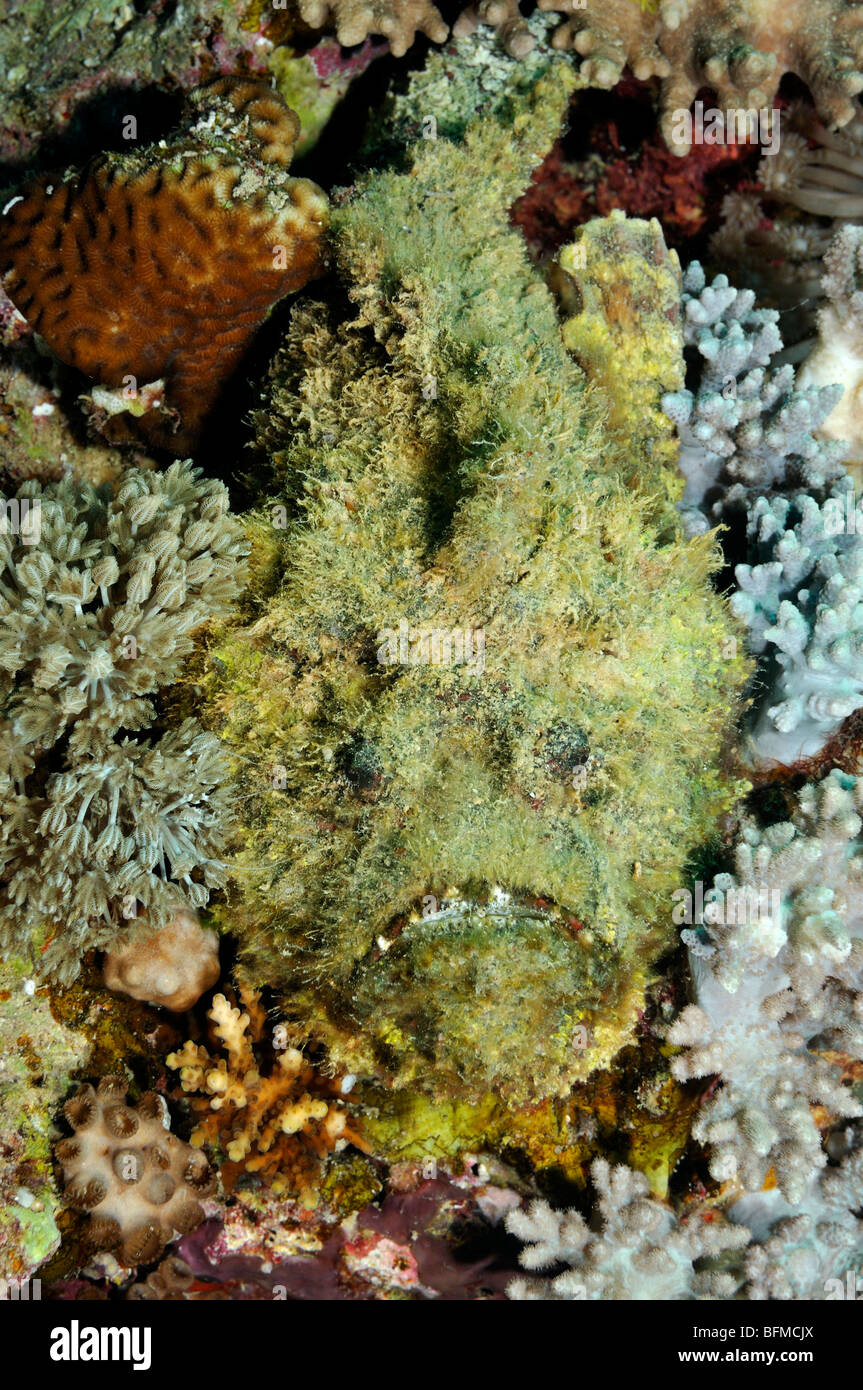 Stonefish hi-res stock photography and images - Alamy