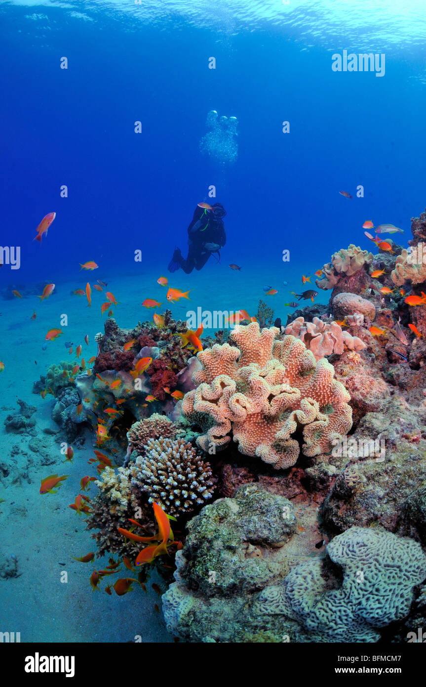 Scuba diver coral reef and colourful fish, "Red Sea Stock Photo - Alamy