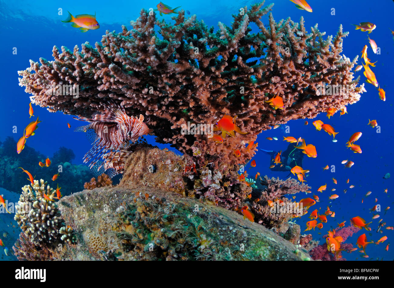 Table coral, Acropora, surrounded by anthias and other fish, "Red Sea ...