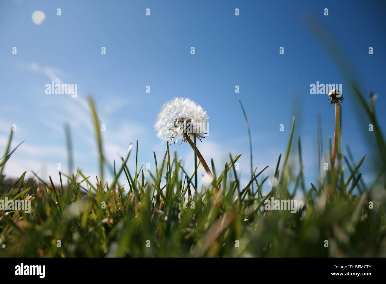 ground dandelion grass field park blue sky autumn ground Stock Photo ...