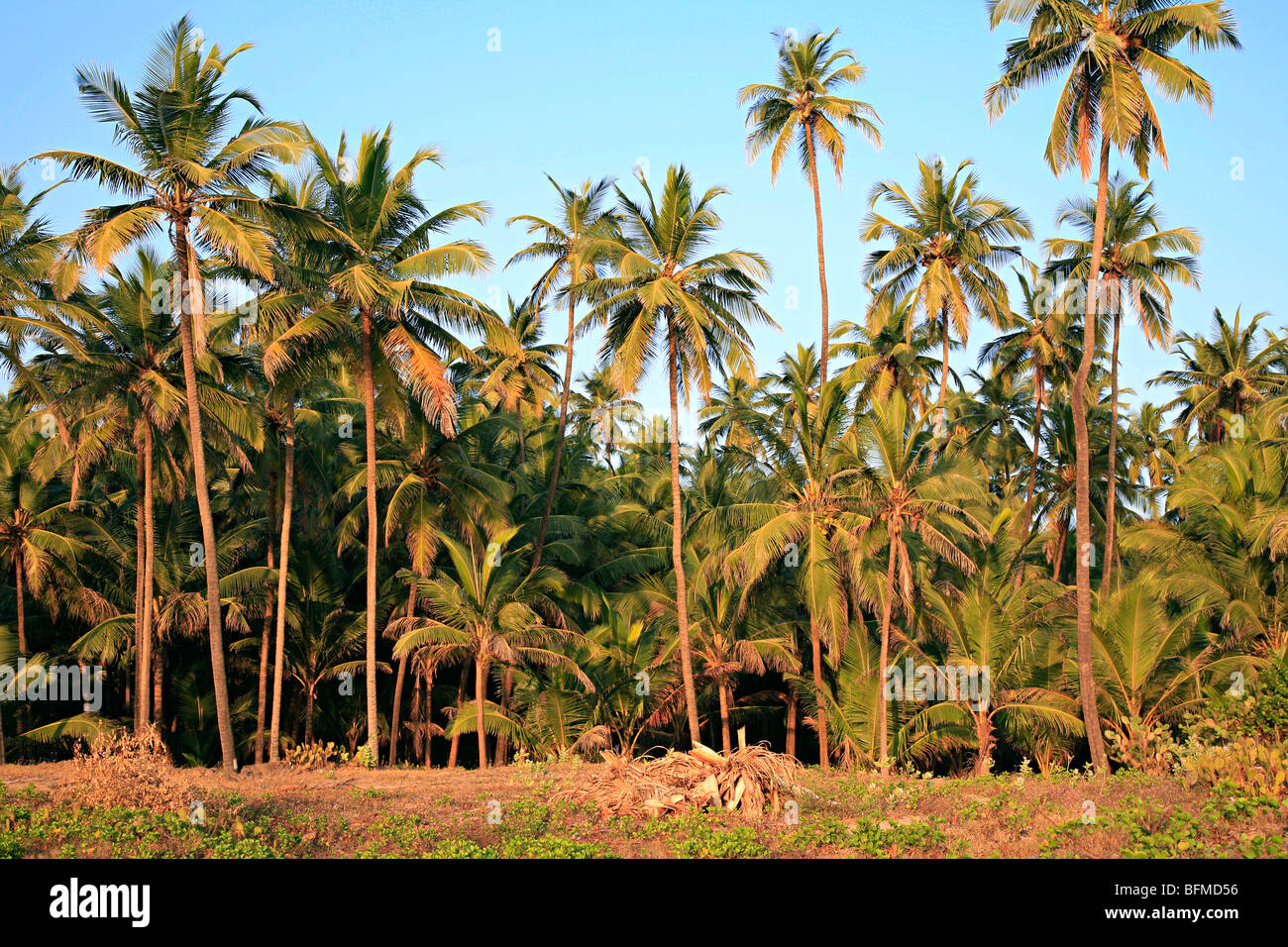 Coconut trees at Guhagar, Konkan, Maharashtra Stock Photo - Alamy