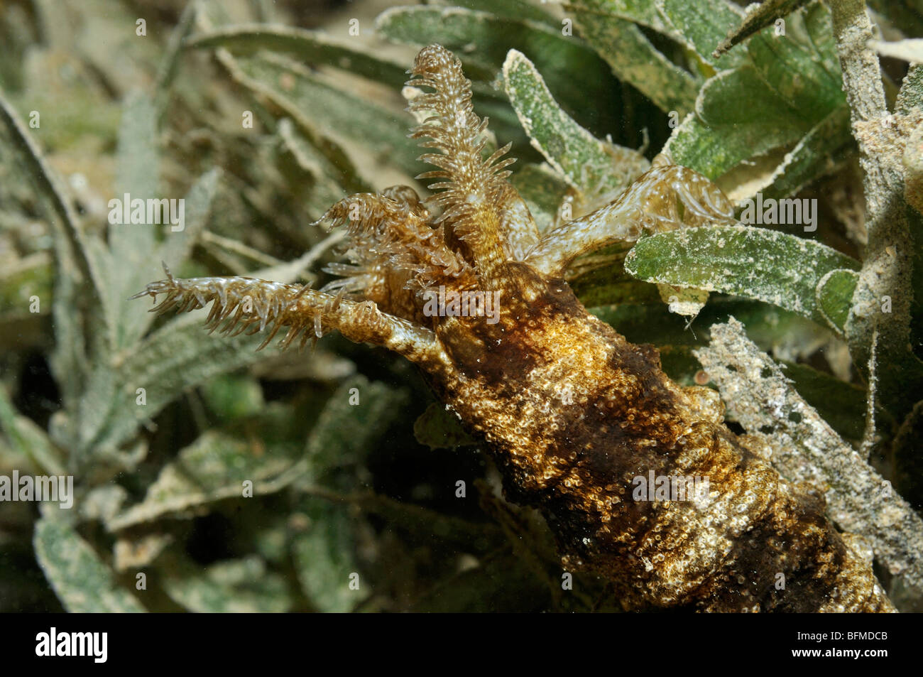 Holothurian "Worm Cucumber" Synapta maculata, one of the "sea cucumbers ...