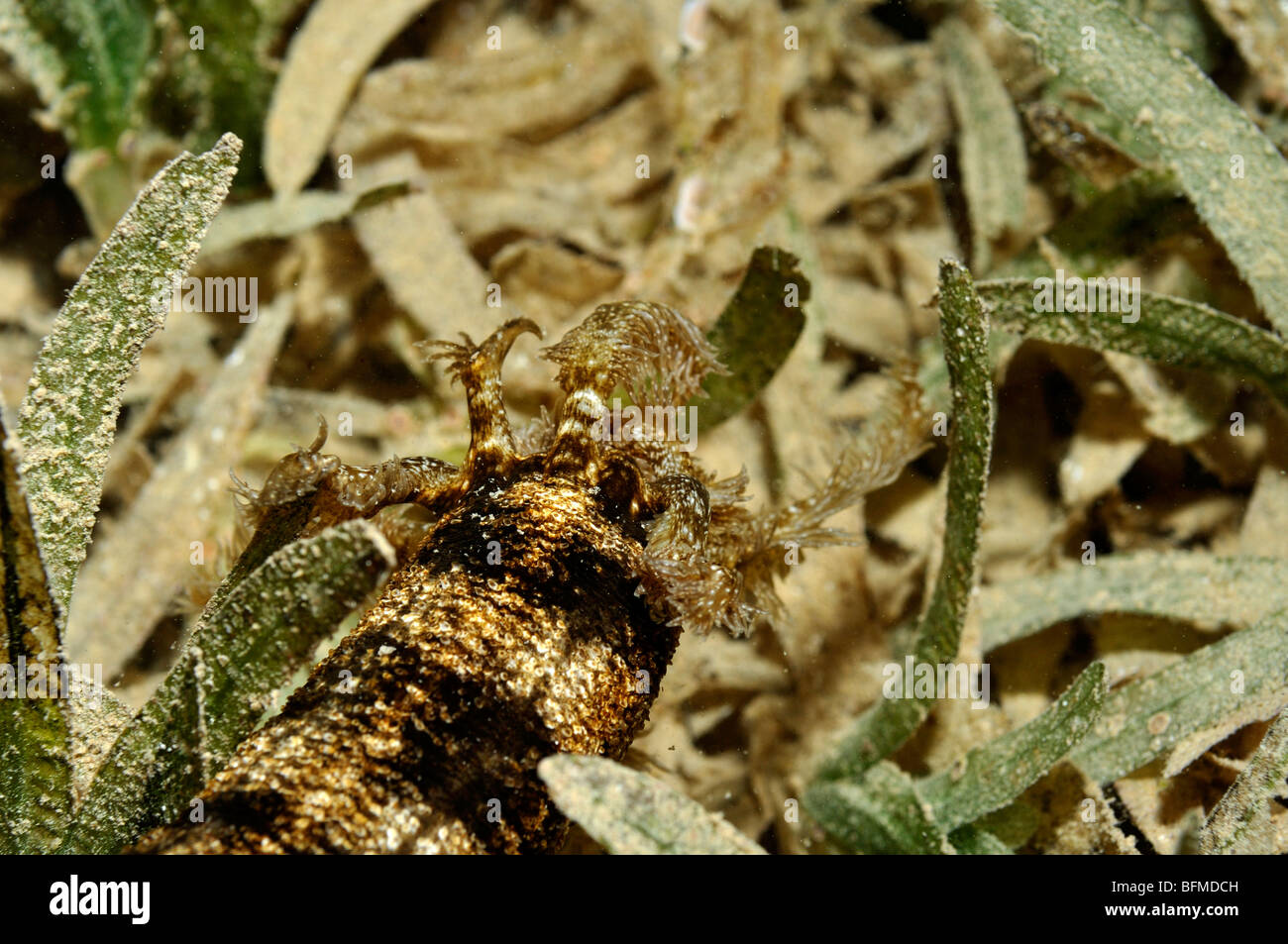 Cucumber worm hi-res stock photography and images - Alamy