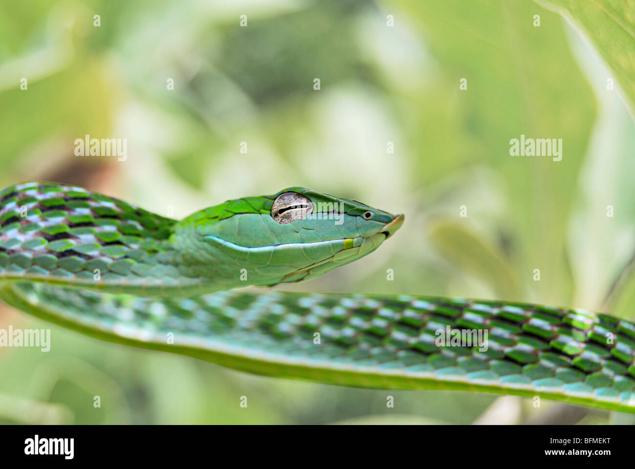 Common vine snakes hi-res stock photography and images - Alamy