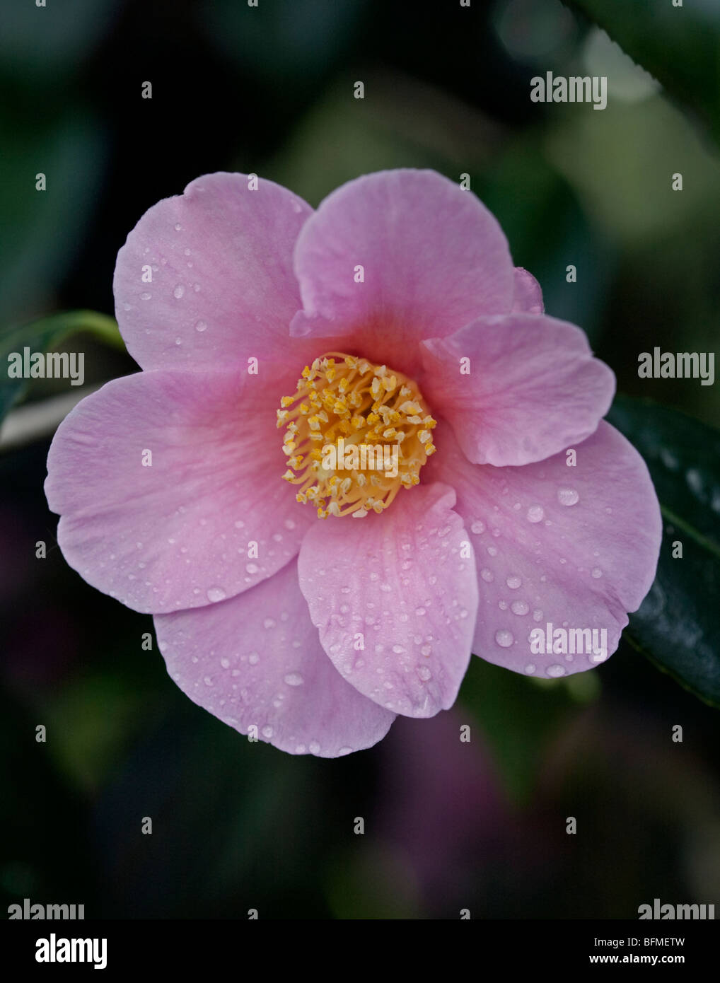 Camellia beni wabisuke hi-res stock photography and images - Alamy