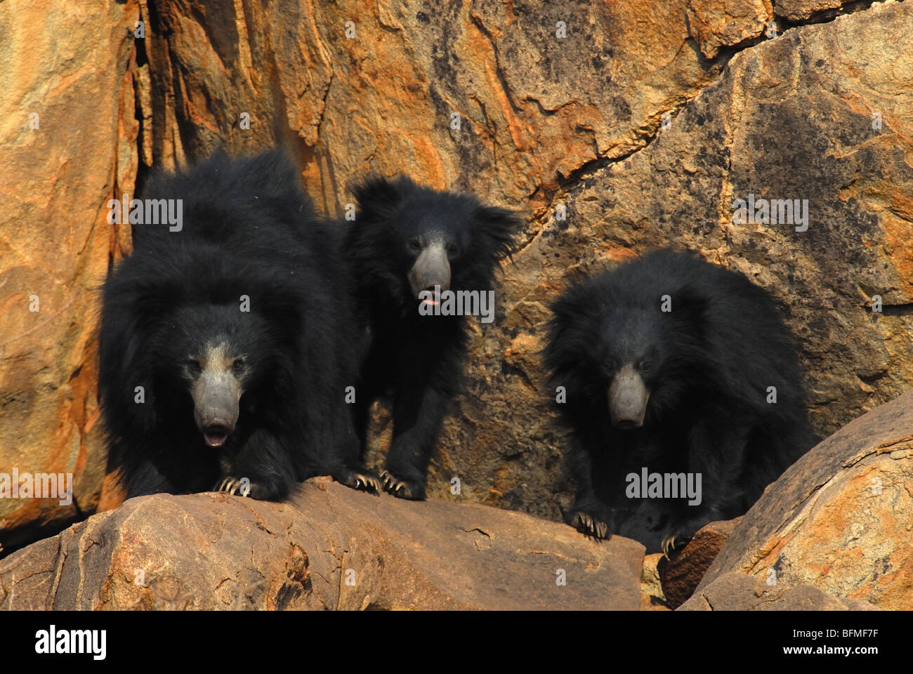 Group of Sloth Bears Stock Photo - Alamy