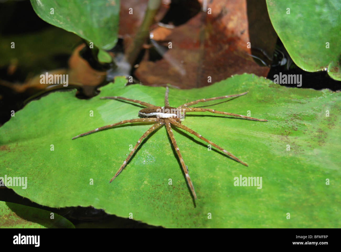 Water Hunter Spider, Pisauridae spp., Agumbe. (Karnataka, India Stock ...
