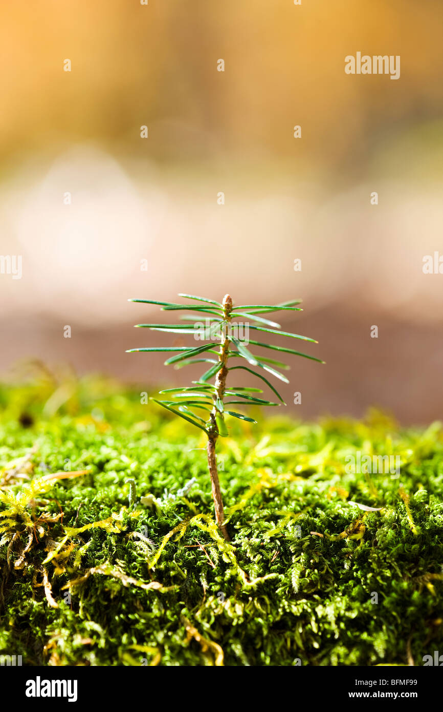 Fir sapling hi-res stock photography and images - Alamy