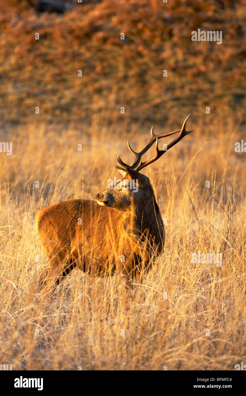 Wild Red Deer stag in the Scottish Highlands Stock Photo - Alamy