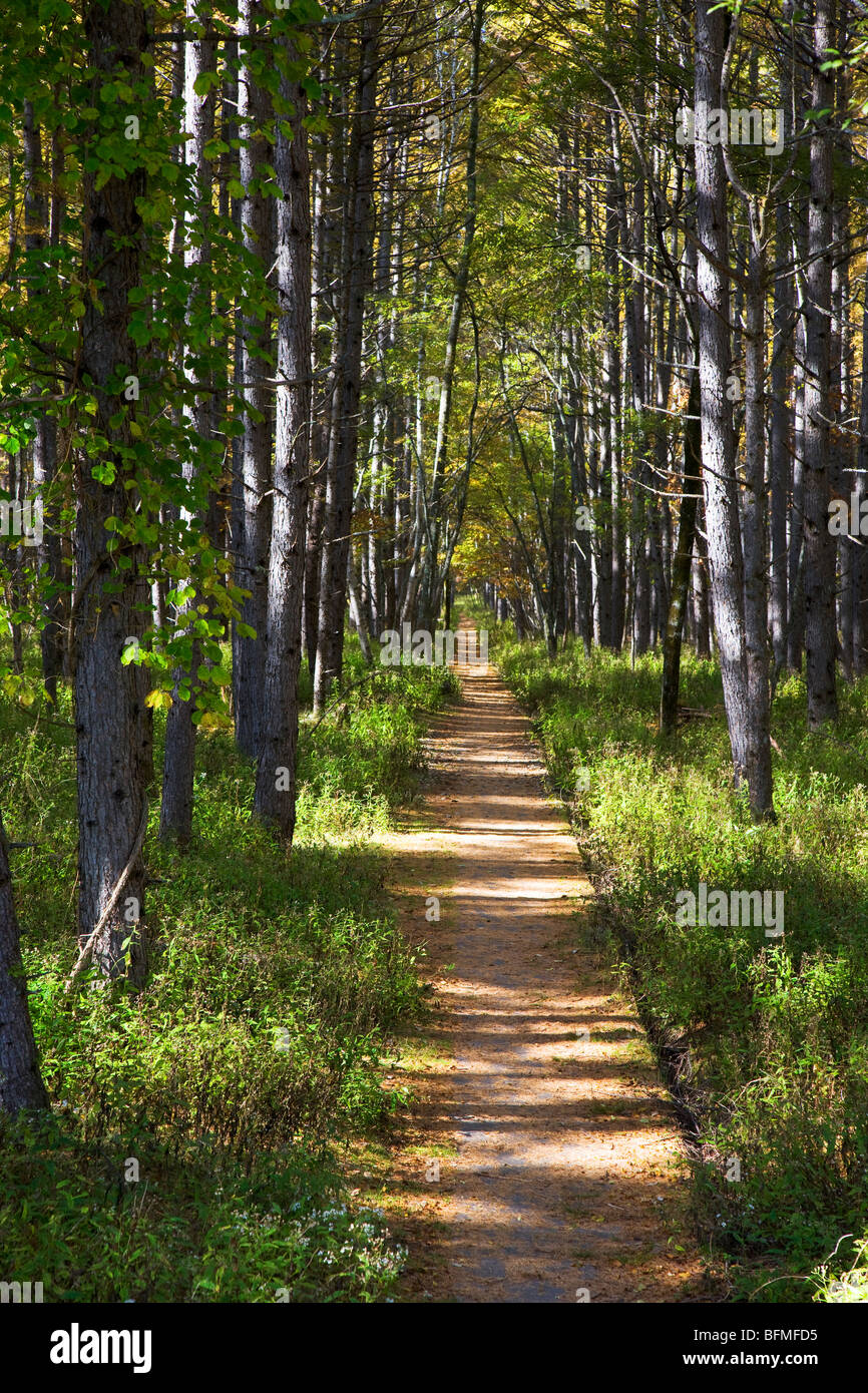 In larch forest hi-res stock photography and images - Alamy