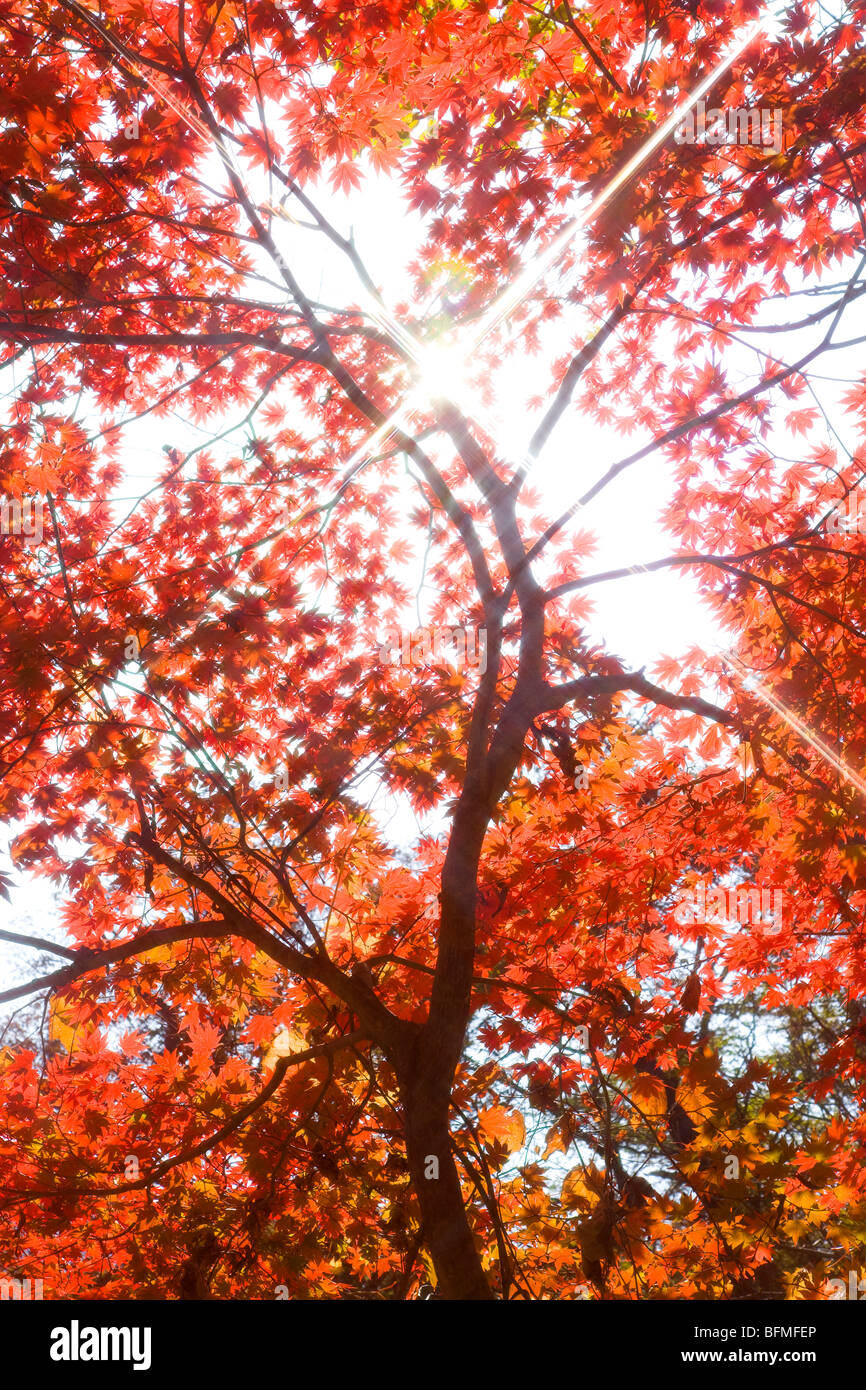 Lake nishino hi-res stock photography and images - Alamy