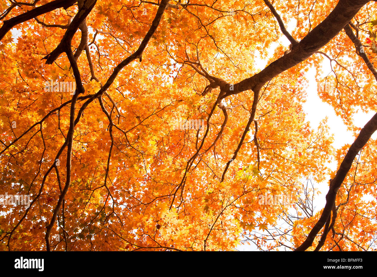 Japanese maple tree hi-res stock photography and images - Alamy