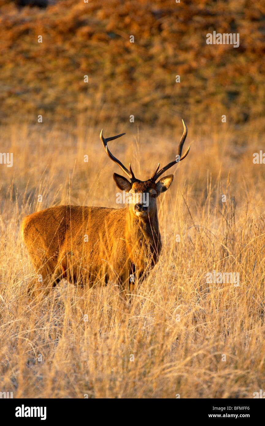 Wild Red Deer stag in the Scottish countryside close to Glencoe Stock ...