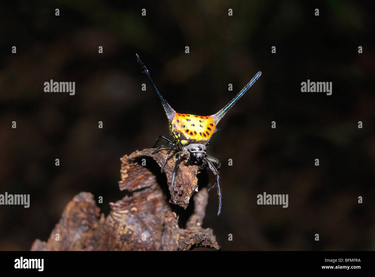 Orb-weaver Spider, Gasteracantha dalyi at Agumbe Stock Photo - Alamy