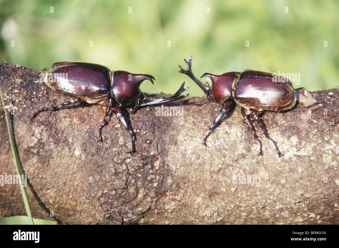 Rhinoceros beetles fighting hi-res stock photography and images - Alamy