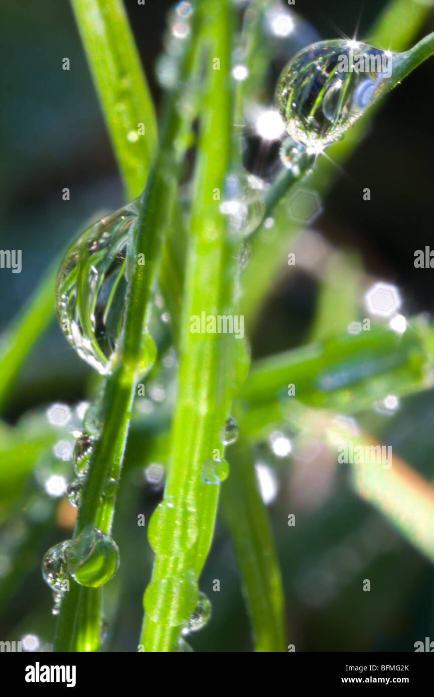 Forming on grass hi-res stock photography and images - Alamy