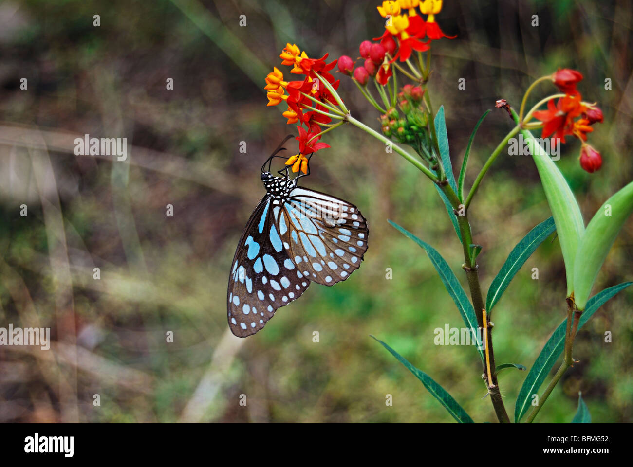 Blue Tiger, Tirumala limniace at Pune Nymphalidae : Brush Footed ...
