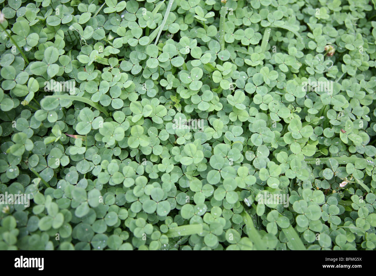 Japanese clover hi-res stock photography and images - Alamy