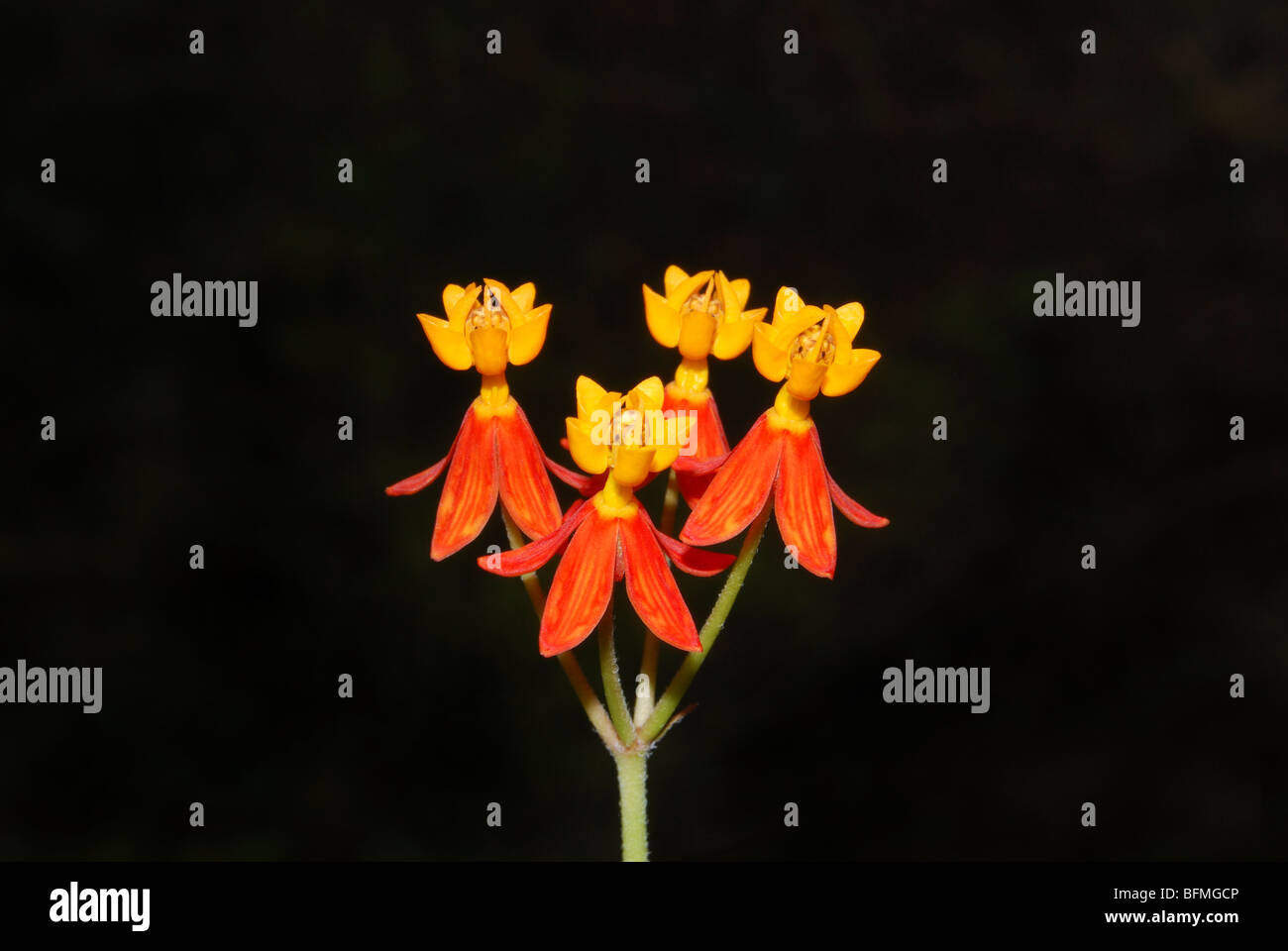 Halad kunku hi-res stock photography and images - Alamy