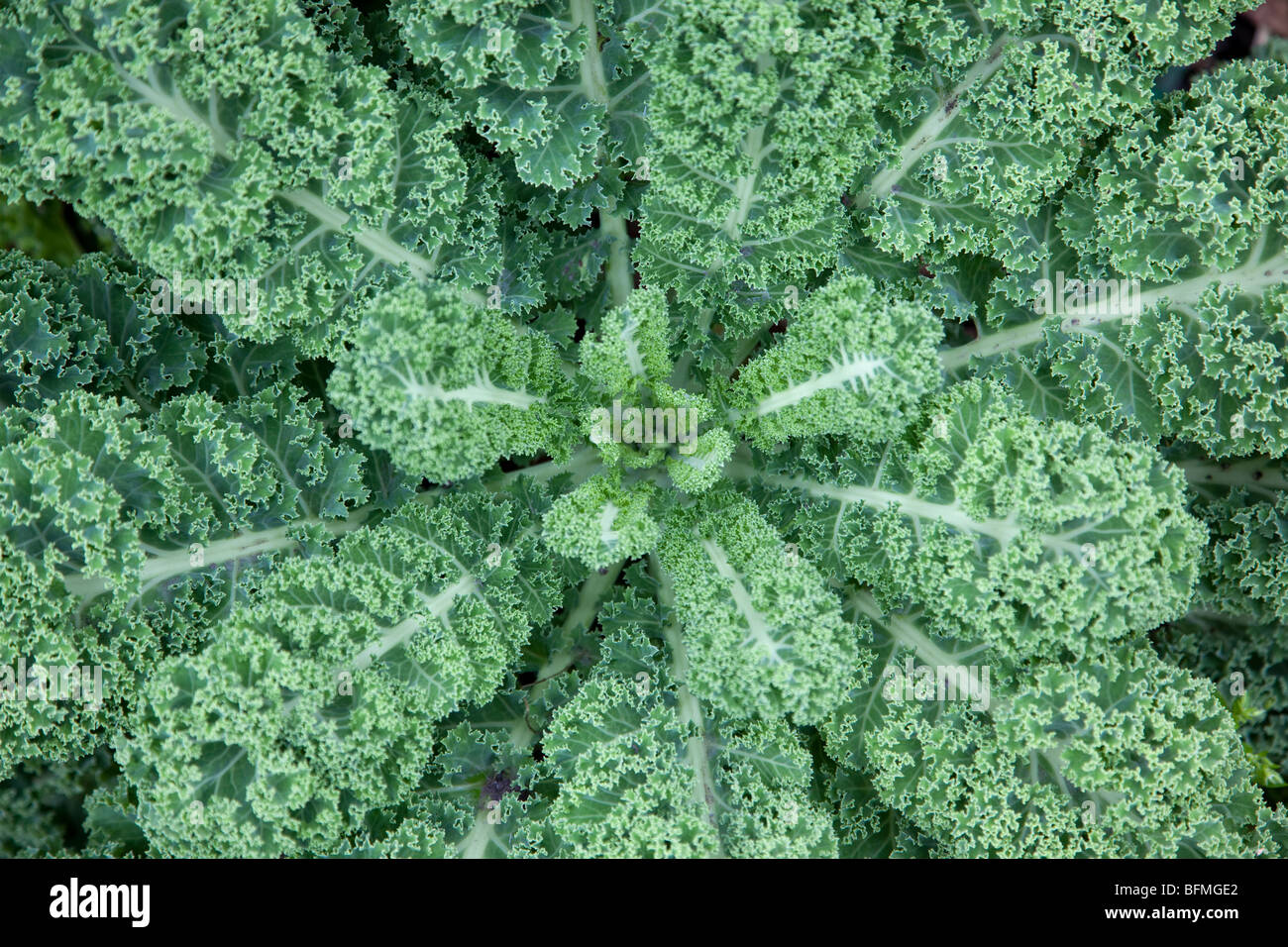 Close up of Kale plant Stock Photo - Alamy