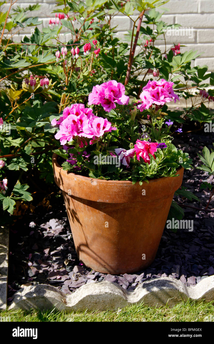 Pelargoniums pots uk hi-res stock photography and images - Alamy