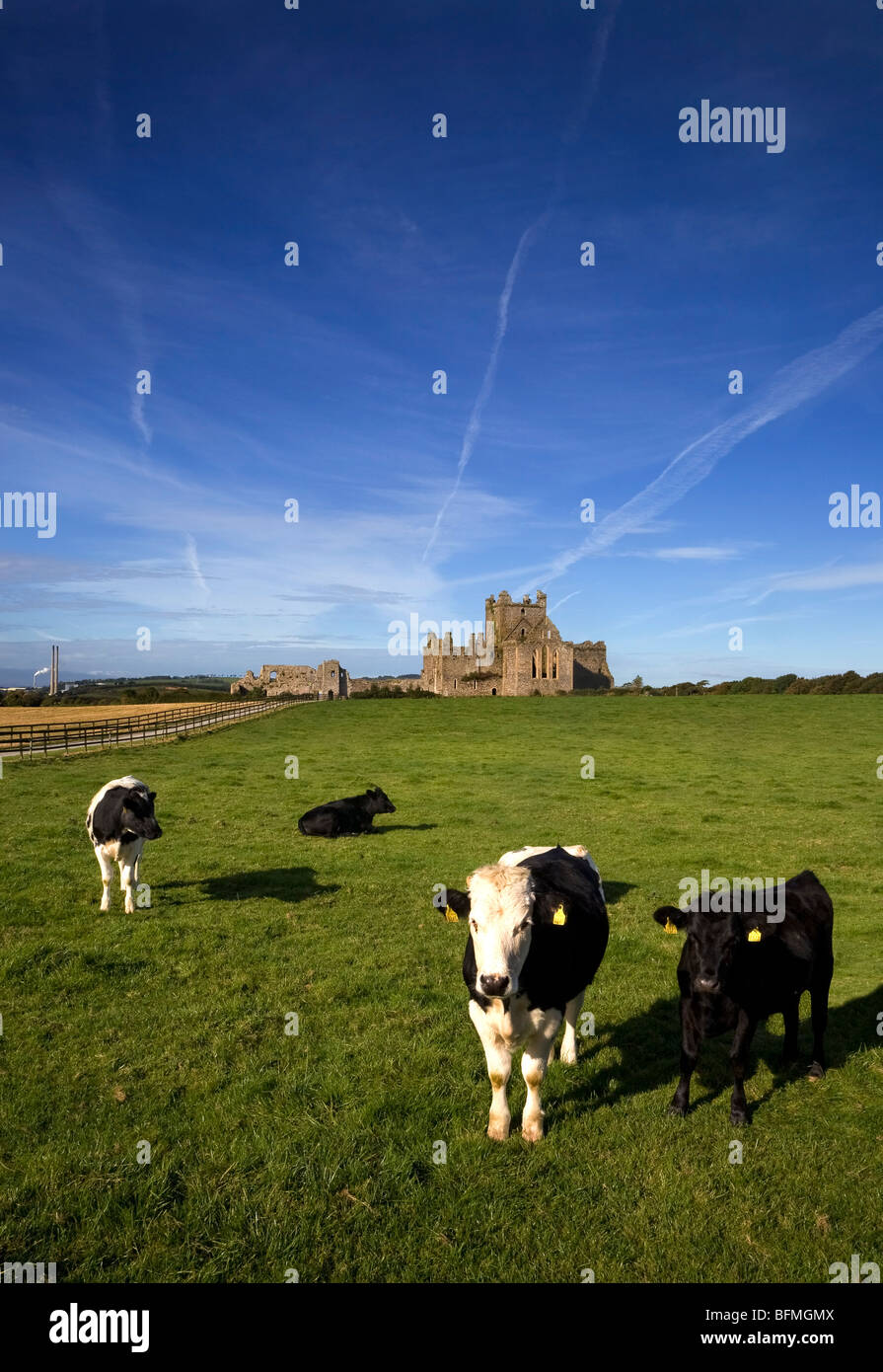 Friesian cattle hi-res stock photography and images - Alamy