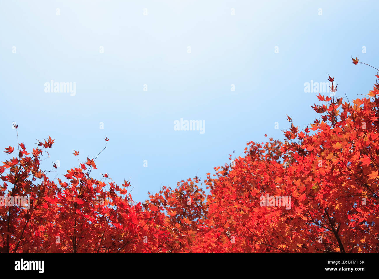 Japanese maple tree in autumn Stock Photo - Alamy
