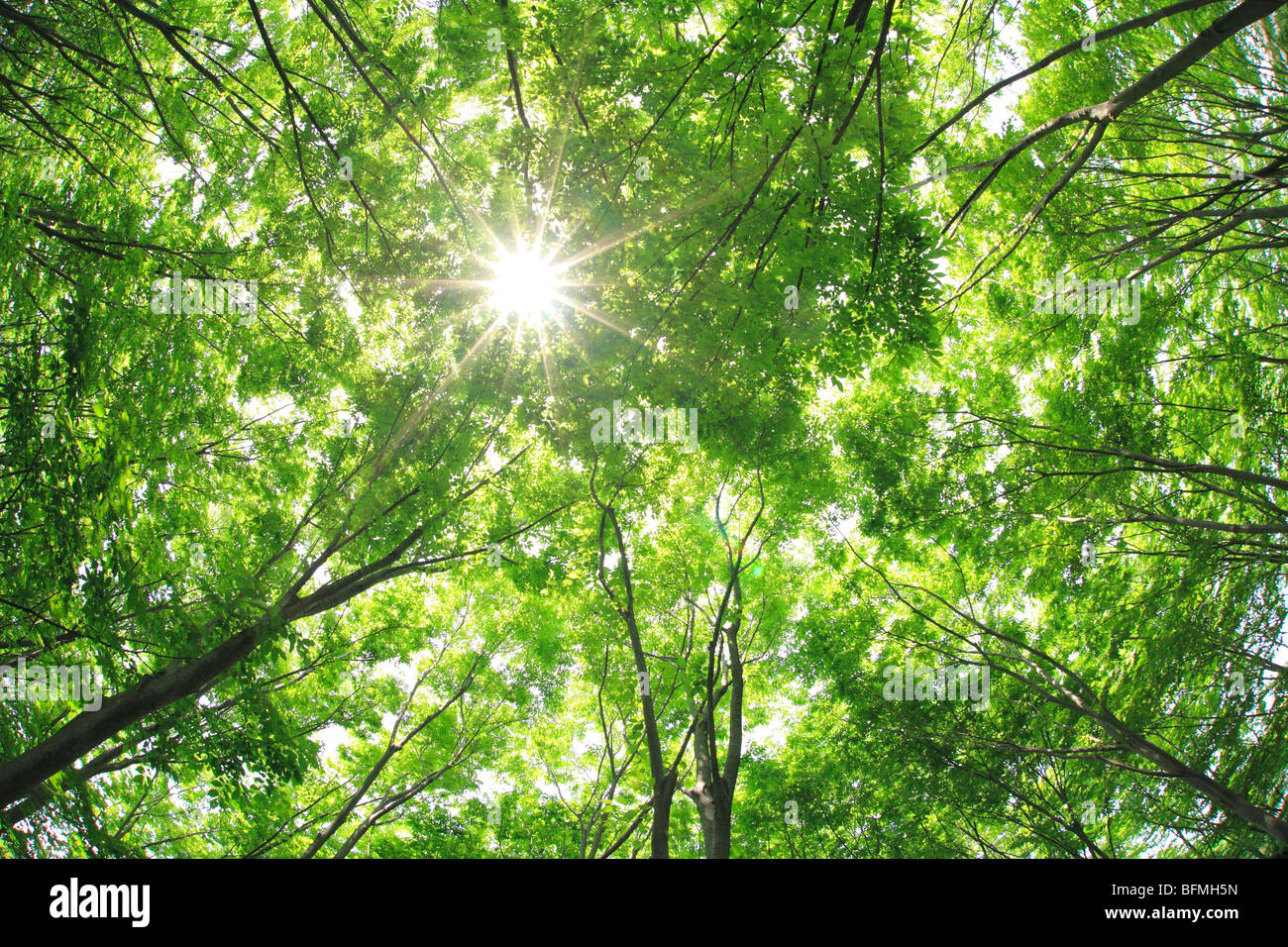 Lush forests japan hi-res stock photography and images - Alamy