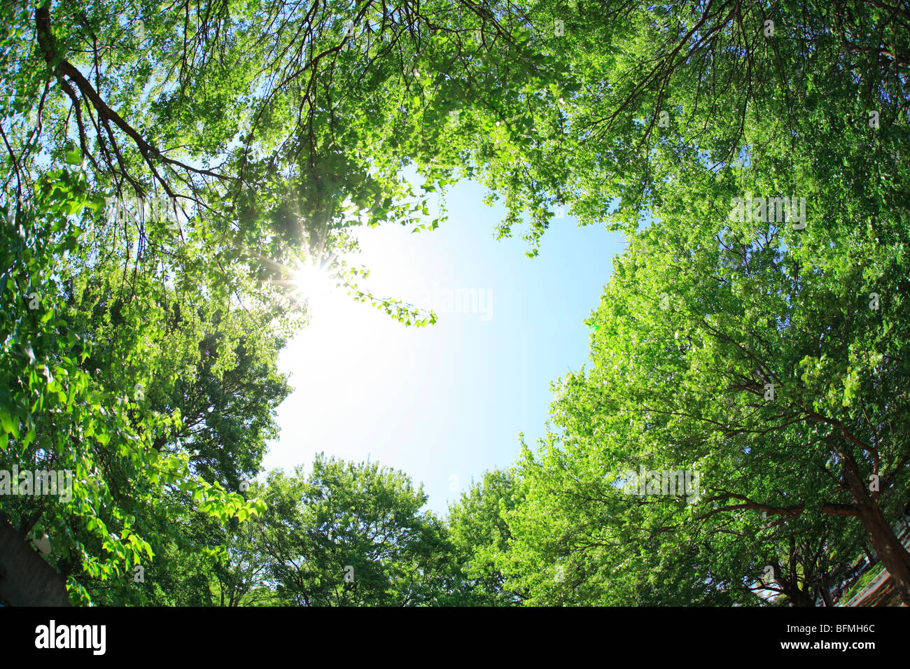 Forest, Low angle view, Setagaya ward, Tokyo Prefecture, Honshu, Japan ...
