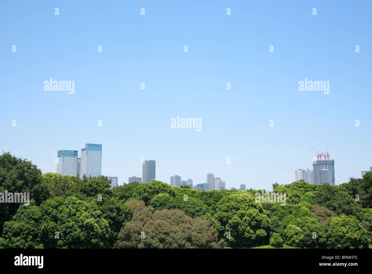 Forest with skyscrapers in background, Koto ward, Tokyo Prefecture ...