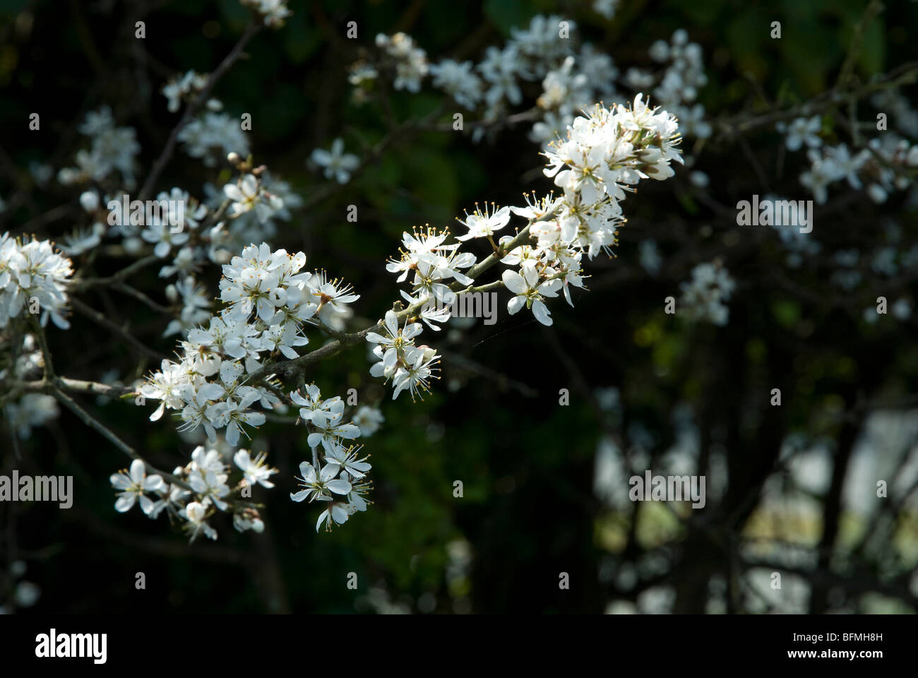 British hawthorn hi-res stock photography and images - Alamy