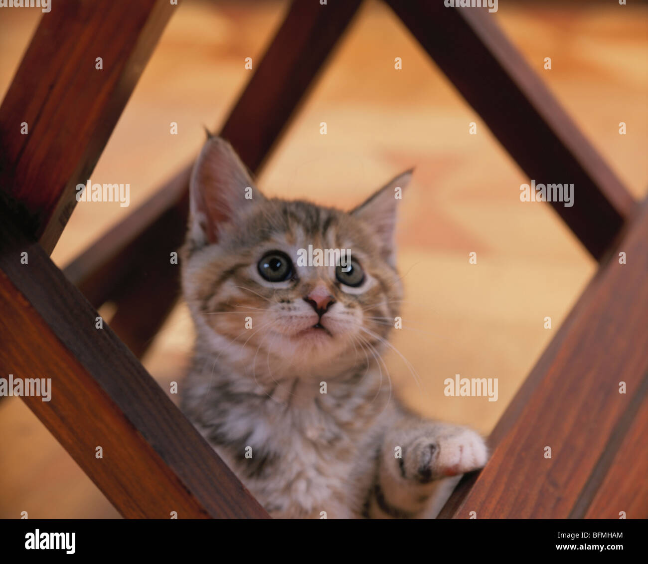 Kitten under table hi-res stock photography and images - Alamy