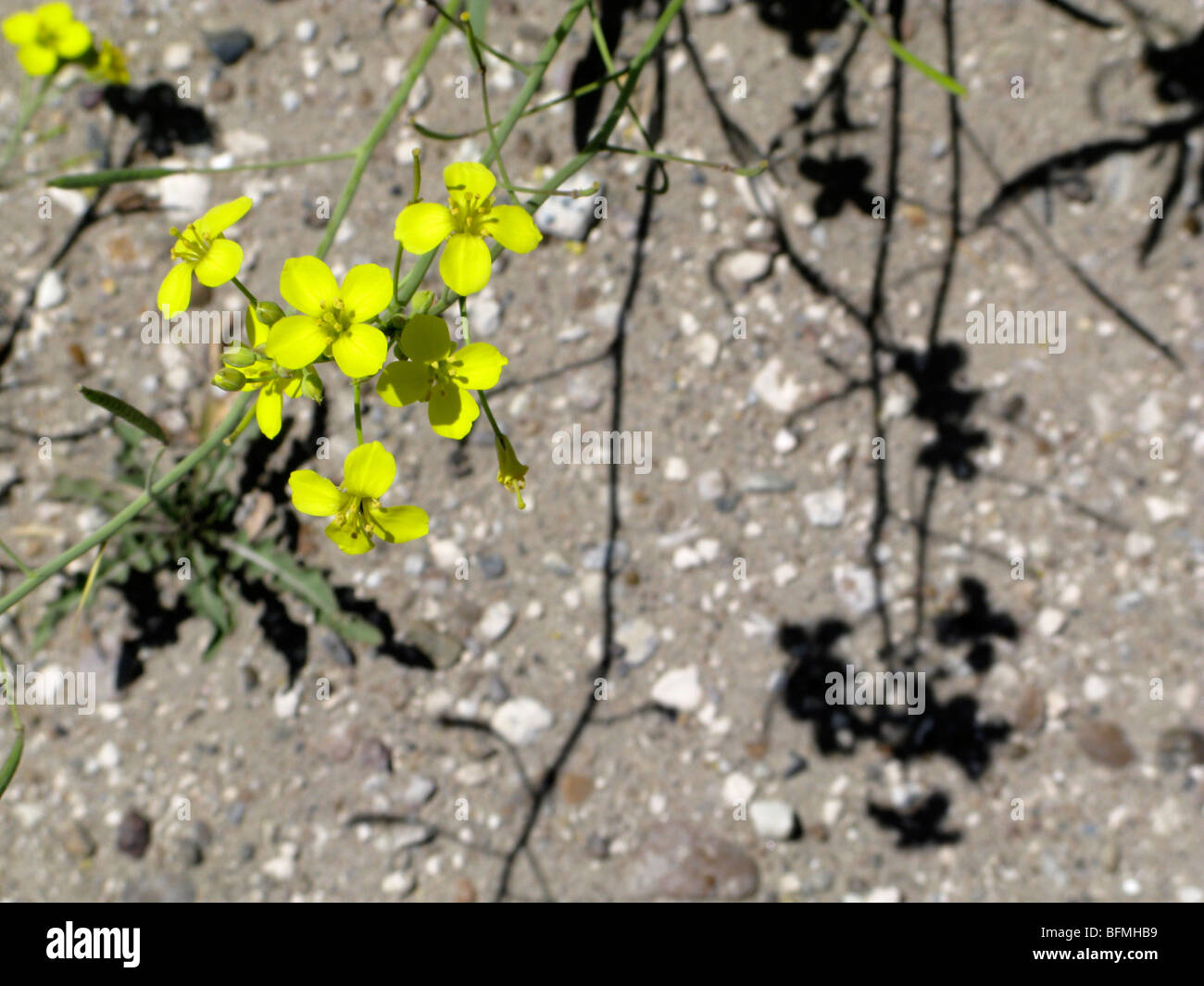 yellow flower on a sand dune Stock Photo - Alamy