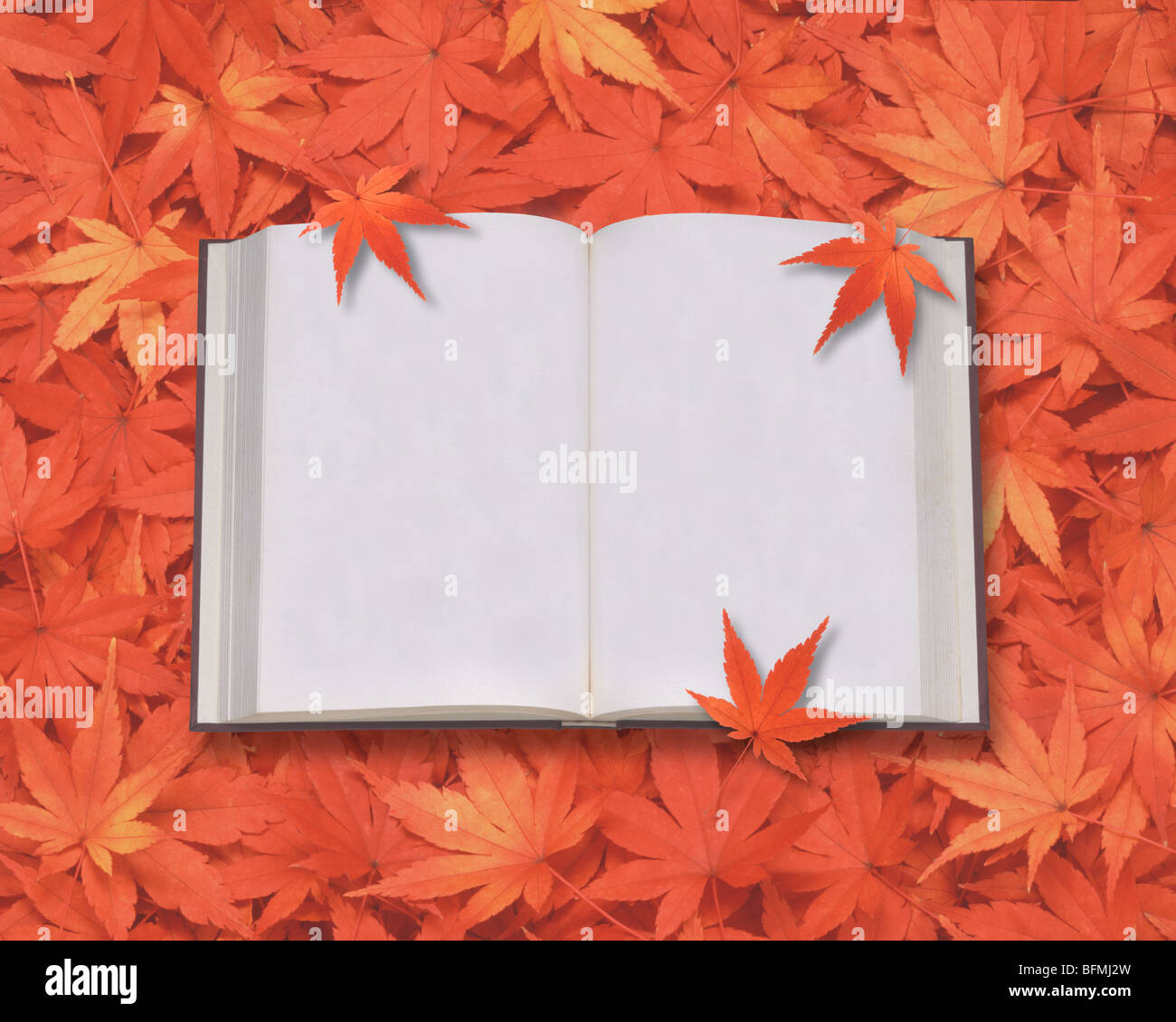 Blank book and Japanese maple leaves Stock Photo - Alamy