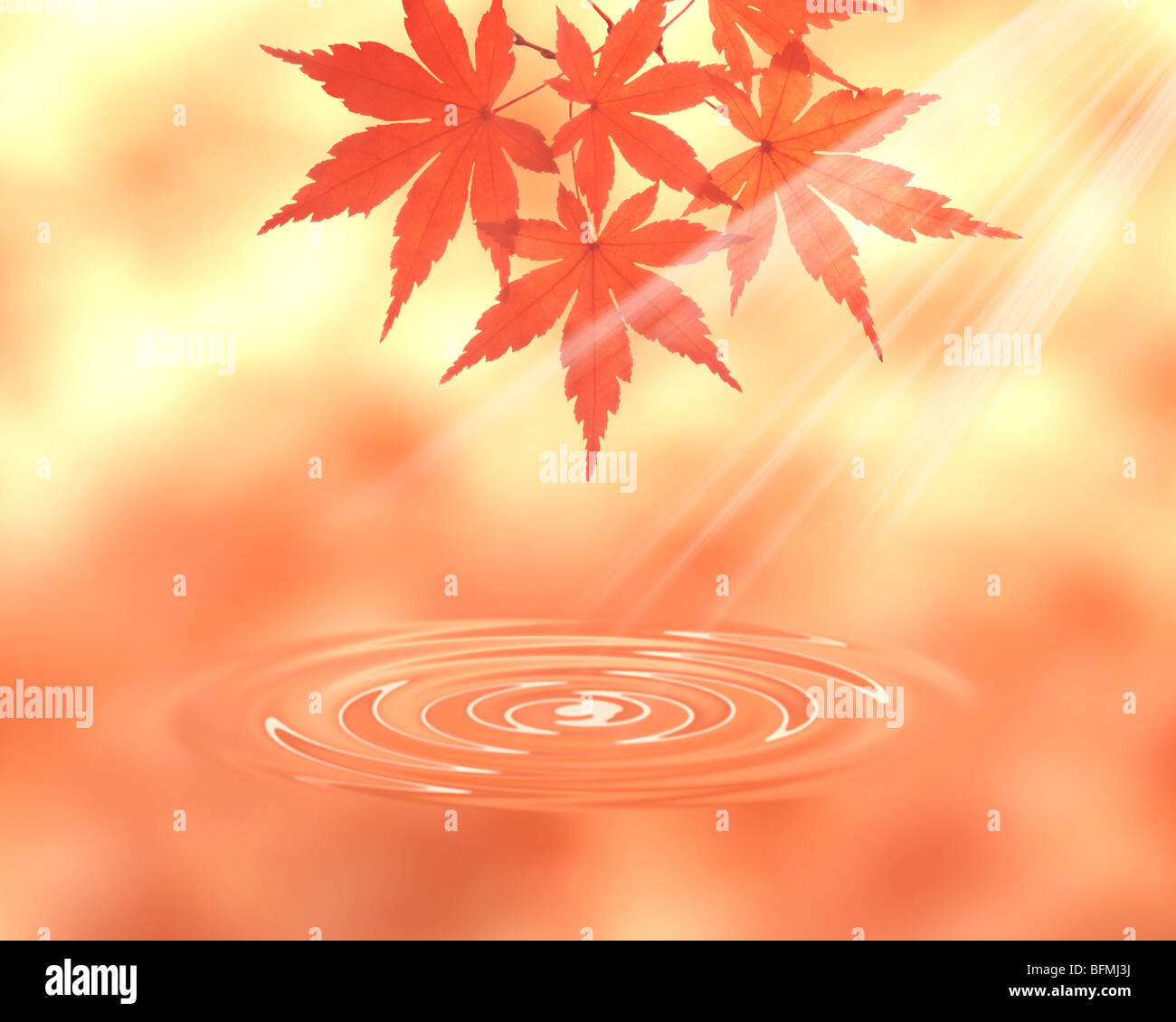 Japanese maple tree and rippled water Stock Photo - Alamy