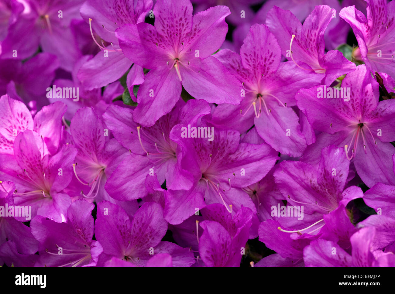 Purple azalea hi-res stock photography and images - Alamy