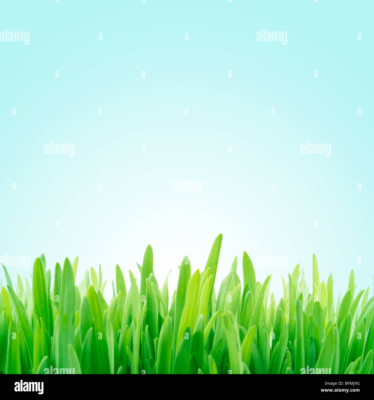Grass against blue background close up copy space Stock Photo - Alamy